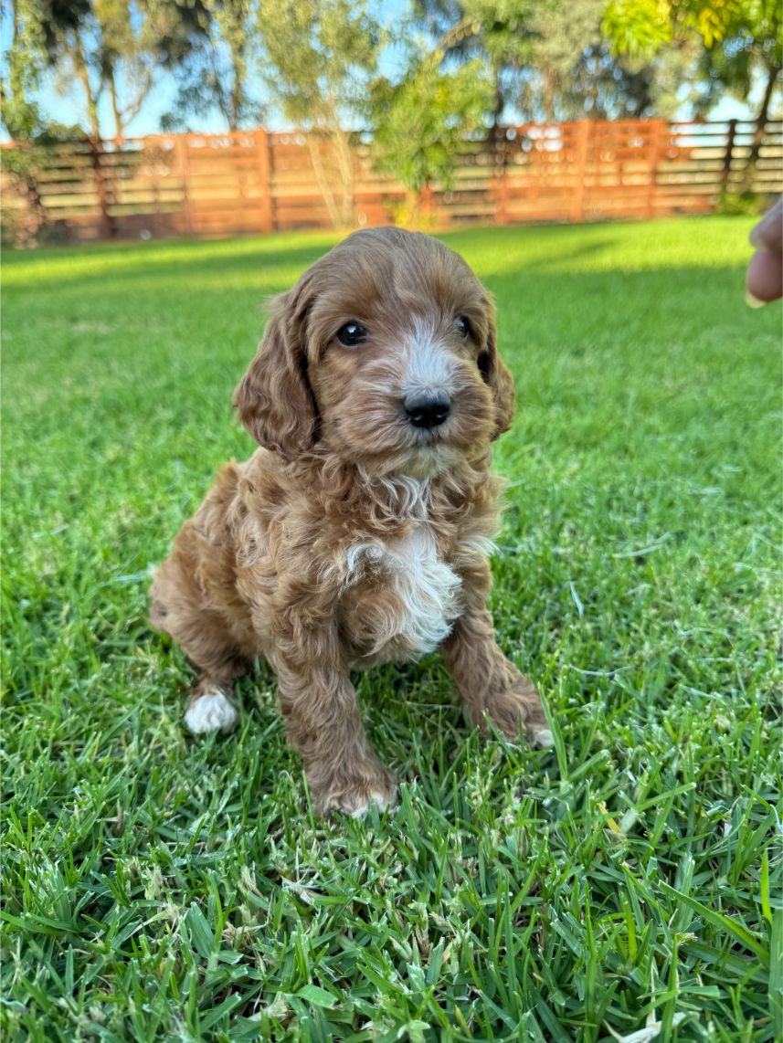 Cavoodle Puppies 7 | Domestic Animal | Ameys Puppies