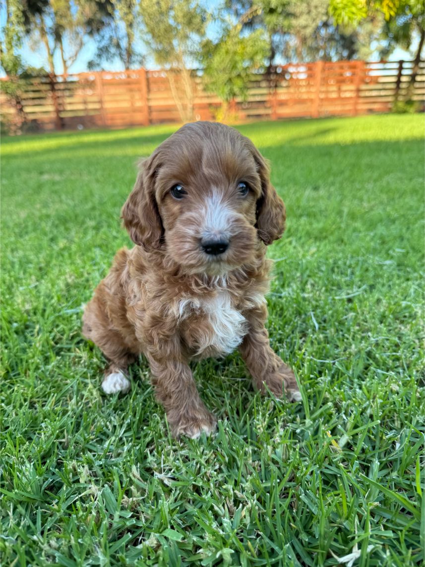Cavoodle Puppies 7 | Domestic Animal | Ameys Puppies
