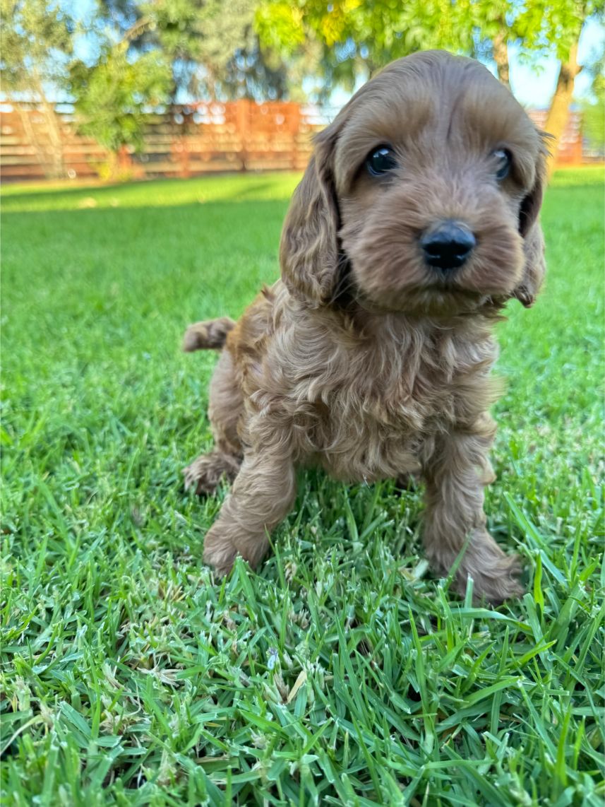Cavoodle Puppies 7 | Domestic Animal | Ameys Puppies