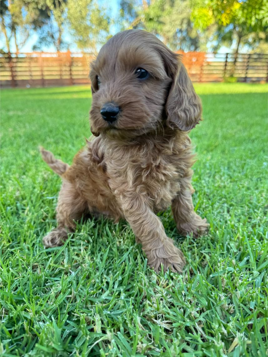 Cavoodle Puppies 7 | Domestic Animal | Ameys Puppies