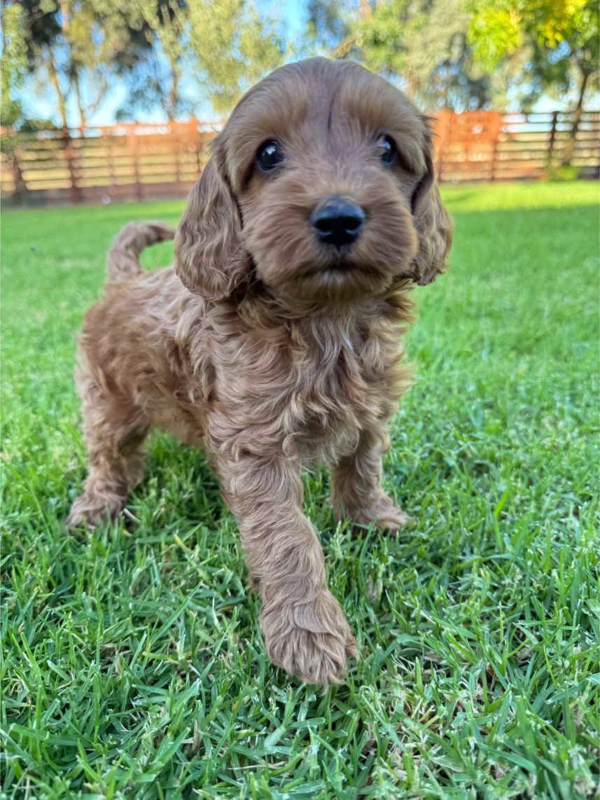 Cavoodle Puppies 7 | Domestic Animal | Ameys Puppies