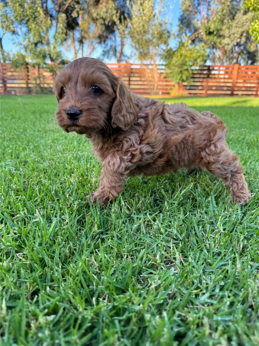 Cavoodle Puppies 7 | Domestic Animal | Ameys Puppies