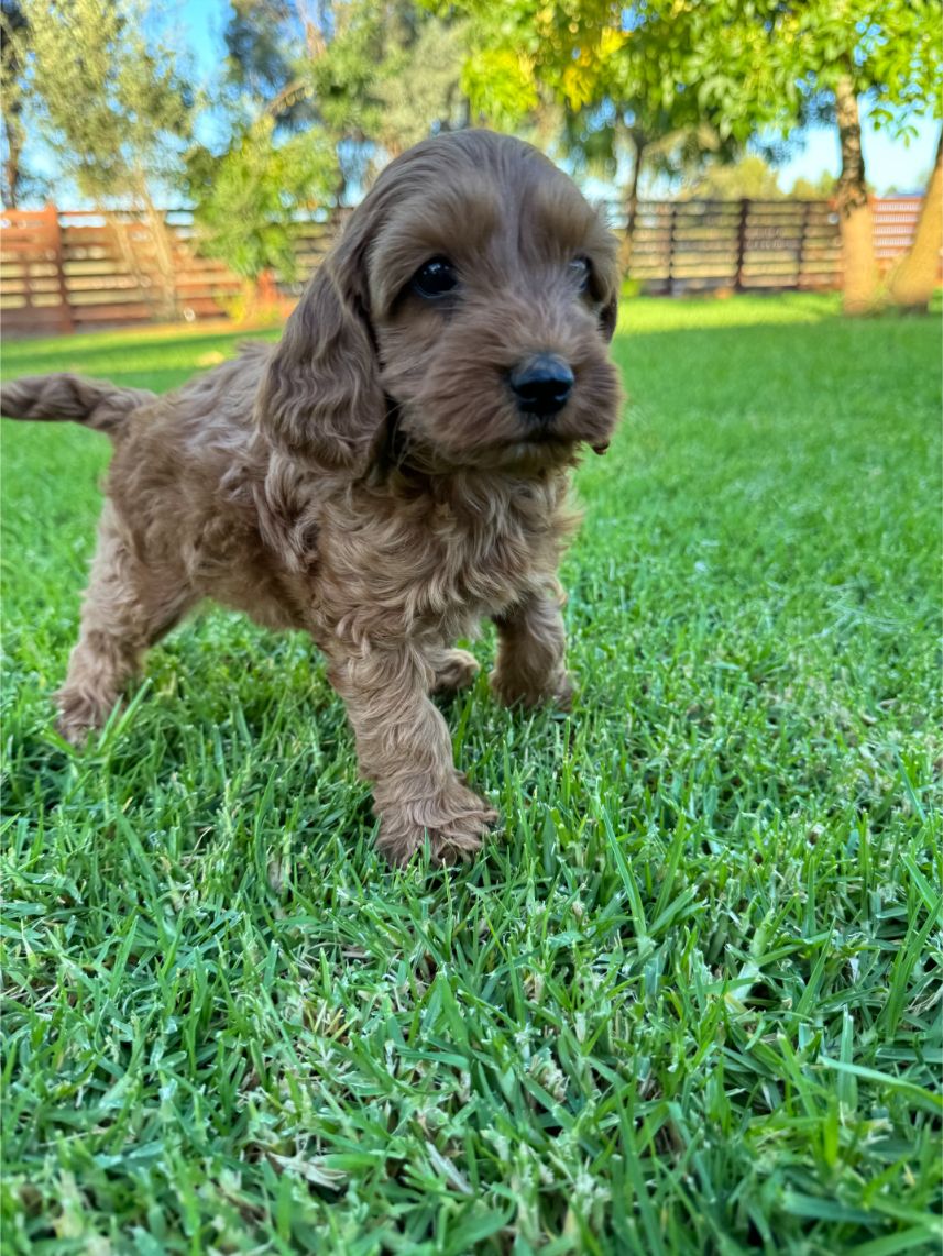 Cavoodle Puppies 7 | Domestic Animal | Ameys Puppies