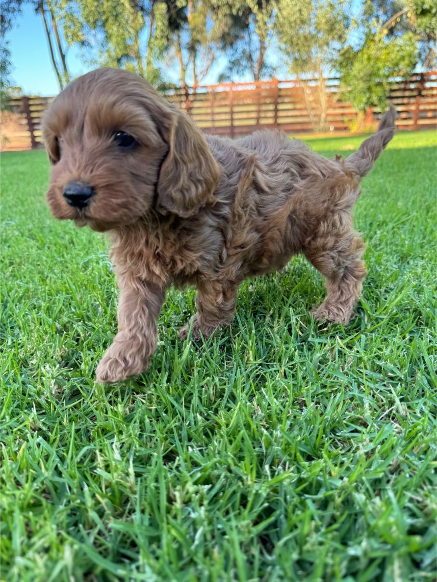 Cavoodle Puppies 7 | Domestic Animal | Ameys Puppies