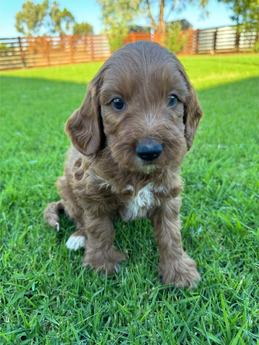 Cavoodle Puppies 7 | Domestic Animal | Ameys Puppies