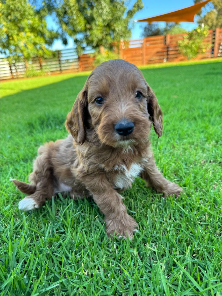 Cavoodle Puppies 7 | Domestic Animal | Ameys Puppies