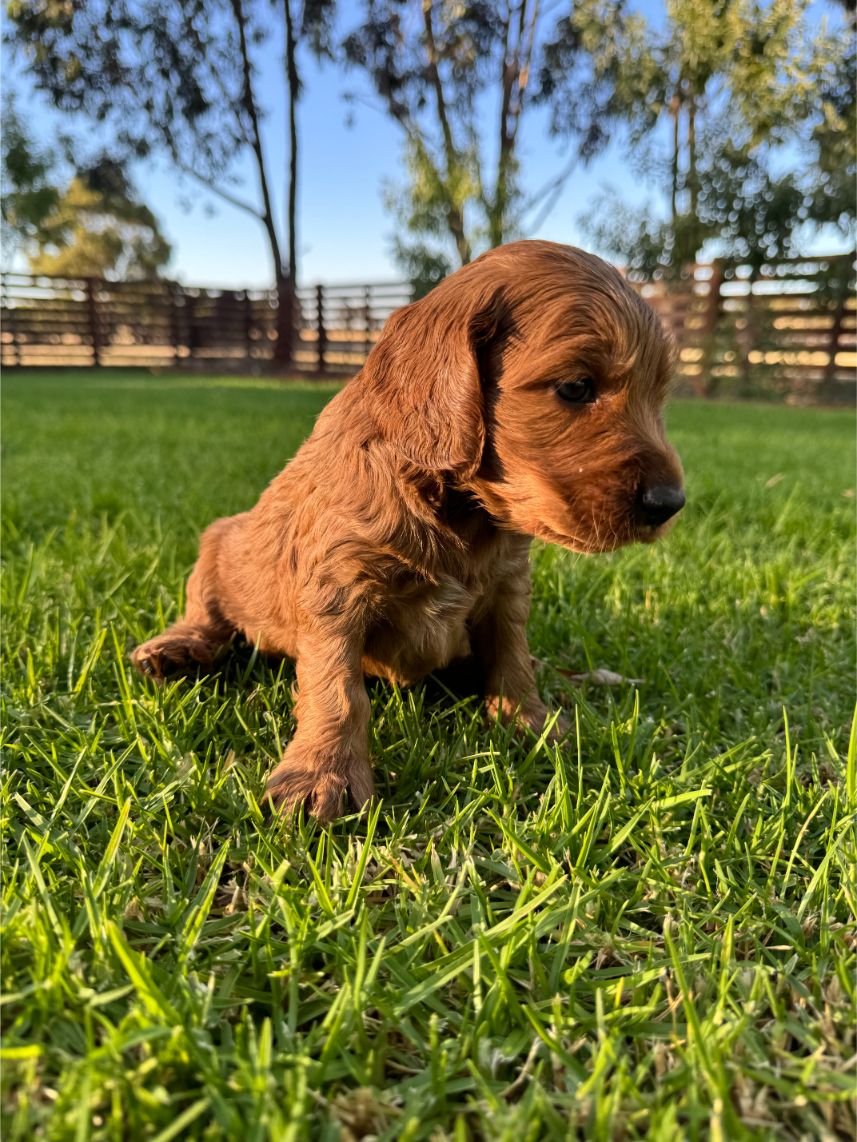 F1b Miniature Spoodle Girl 1 | Ameys Puppies