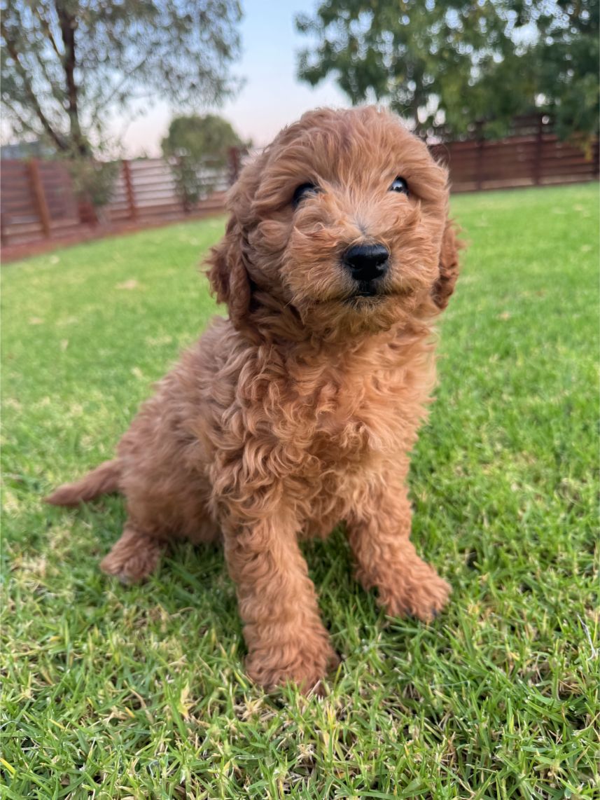 Medium Groodle Boy 5 | Domestic Animal | Ameys Puppies
