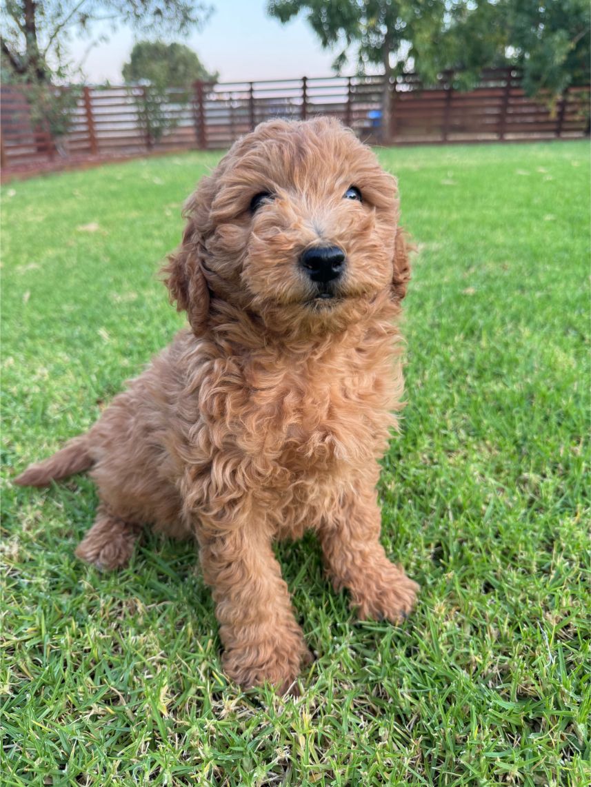 Medium Groodle Boy 5 | Domestic Animal | Ameys Puppies