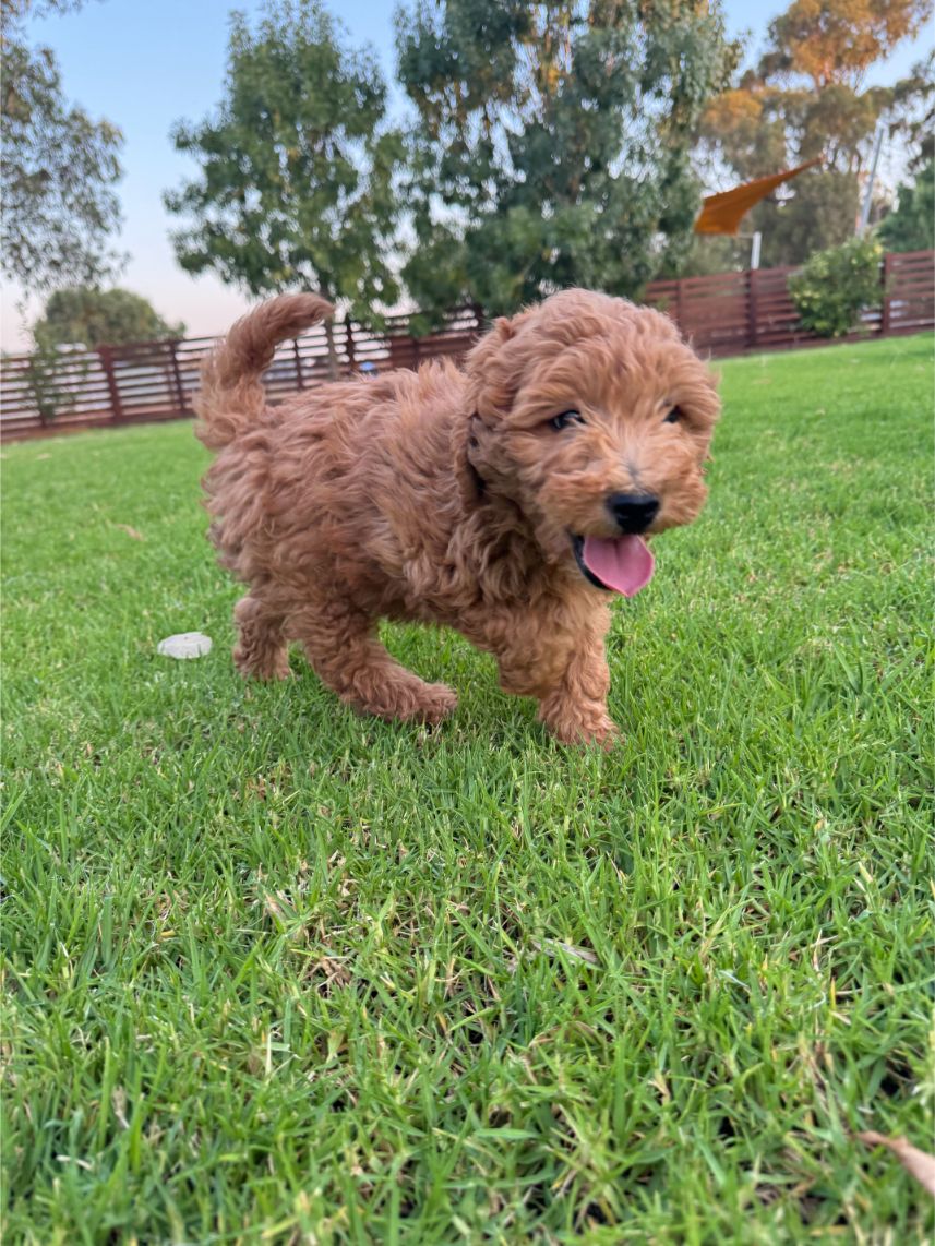 Medium Groodle Boy 5 | Domestic Animal | Ameys Puppies