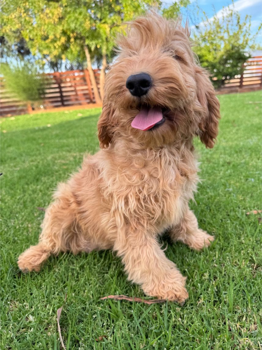 F1b Miniature Spoodle Girl 1 | Ameys Puppies