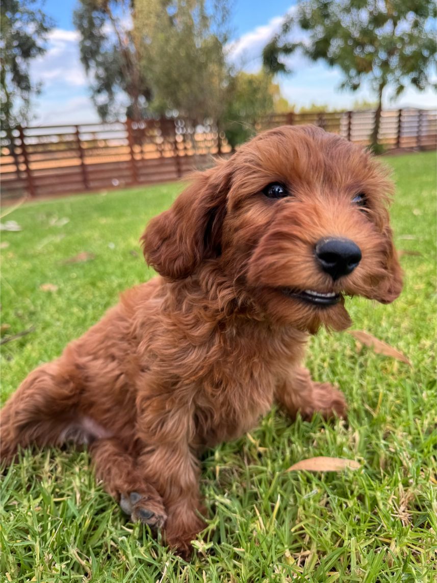 Cavoodle Puppies 7 | Domestic Animal | Ameys Puppies