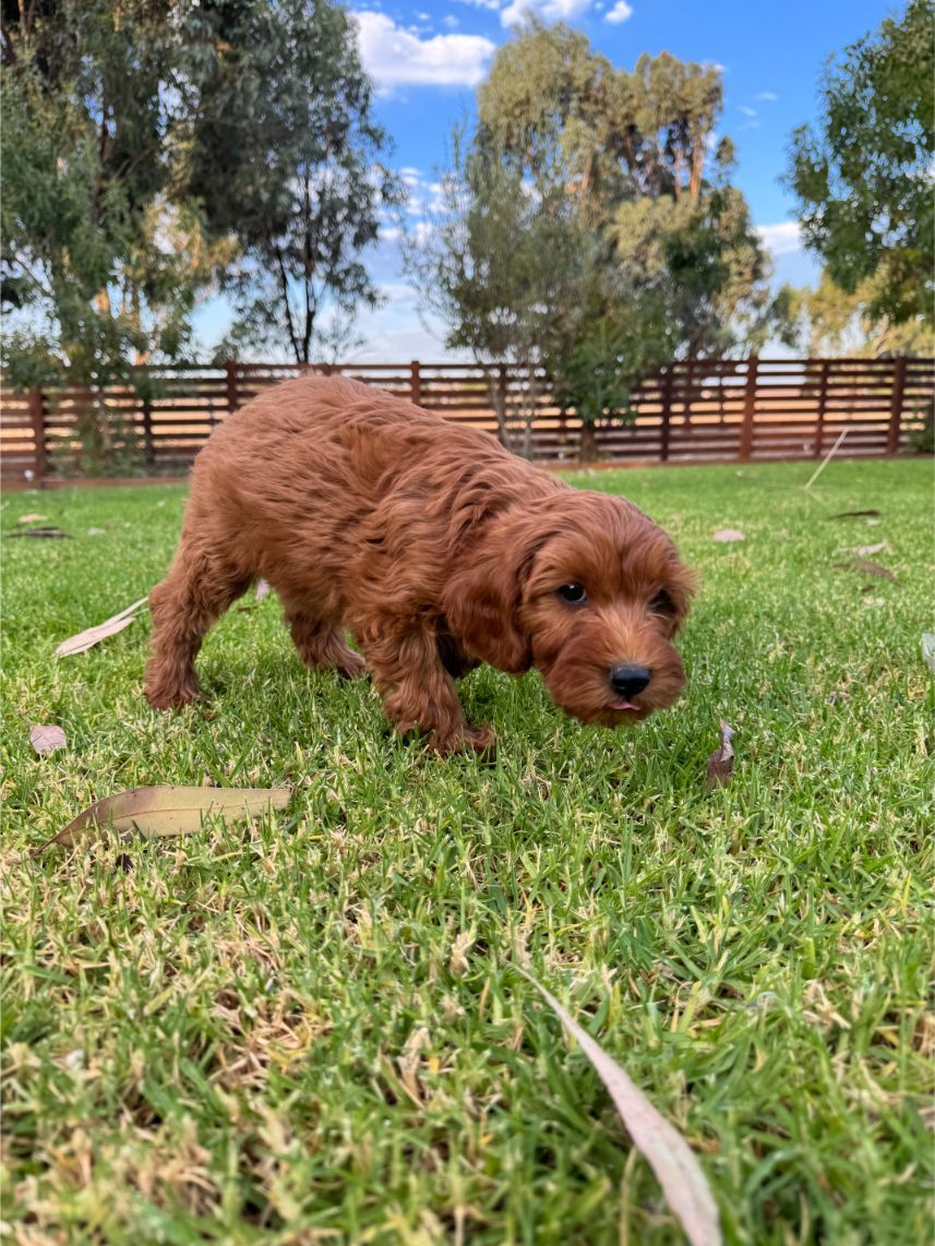 Cavoodle Puppies 7 | Domestic Animal | Ameys Puppies