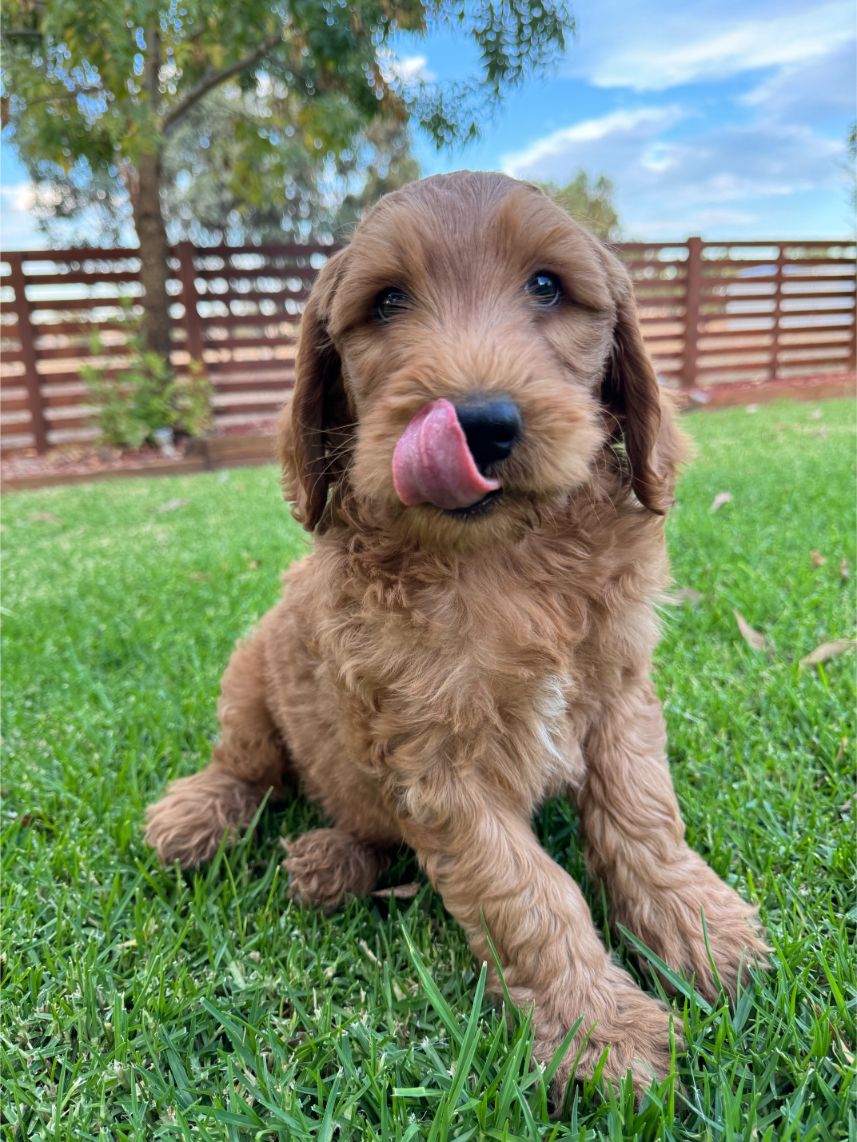 Medium Groodle Boy 5 | Domestic Animal | Ameys Puppies