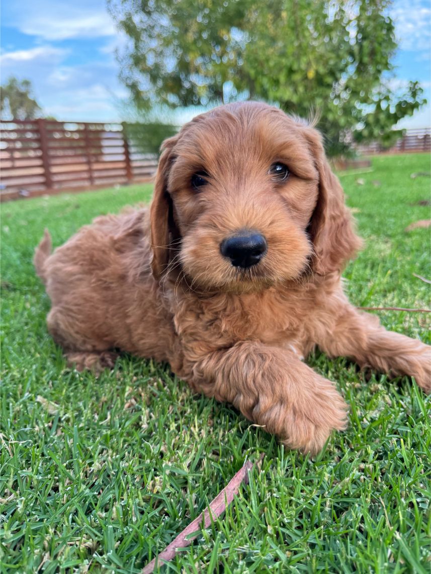 Medium Groodle Boy 5 | Domestic Animal | Ameys Puppies