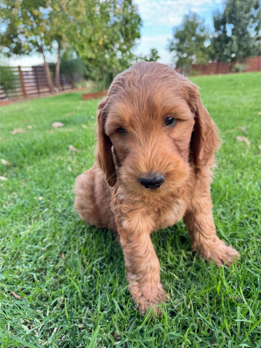 Medium Groodle Boy 5 | Domestic Animal | Ameys Puppies