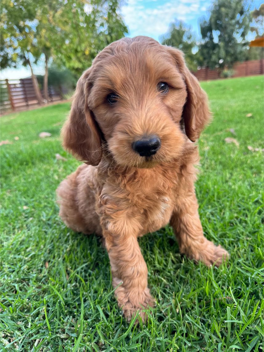 Medium Groodle Boy 5 | Domestic Animal | Ameys Puppies