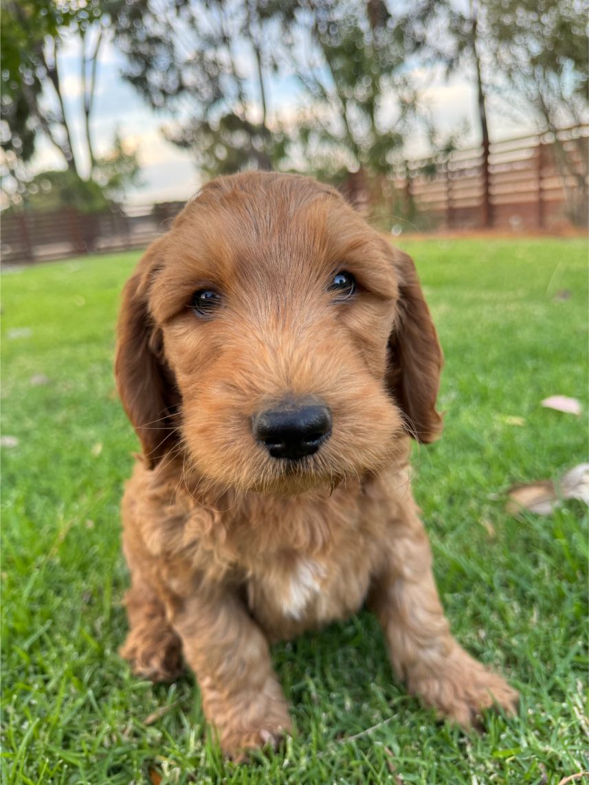 Medium Groodle Boy 5 | Domestic Animal | Ameys Puppies