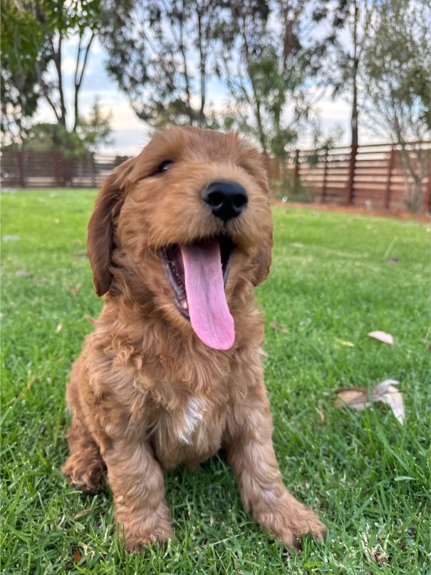 Medium Groodle Boy 5 | Domestic Animal | Ameys Puppies