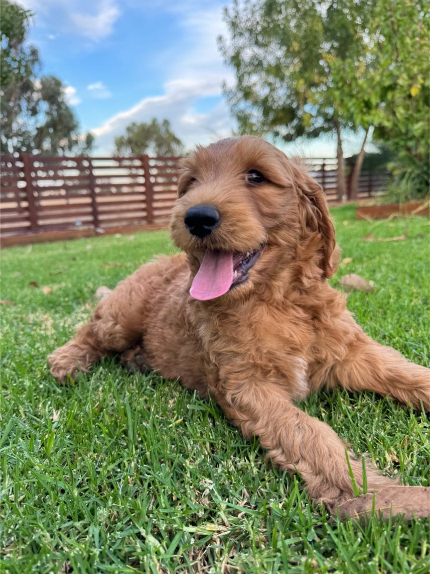 Medium Groodle Boy 5 | Domestic Animal | Ameys Puppies