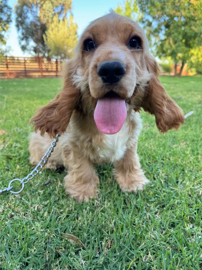 Cocker Spaniel Boy 1 | Domestic Animal | Ameys Puppies