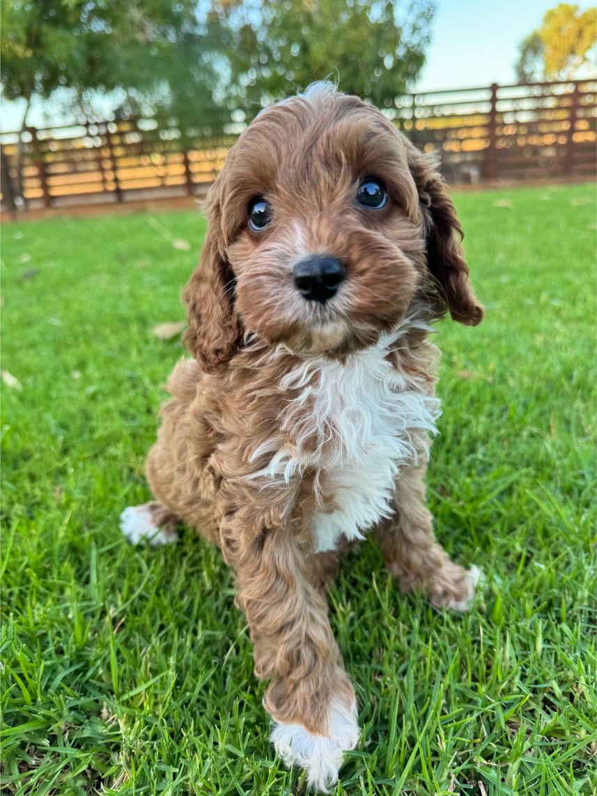 Cavoodle Puppies 7 | Domestic Animal | Ameys Puppies