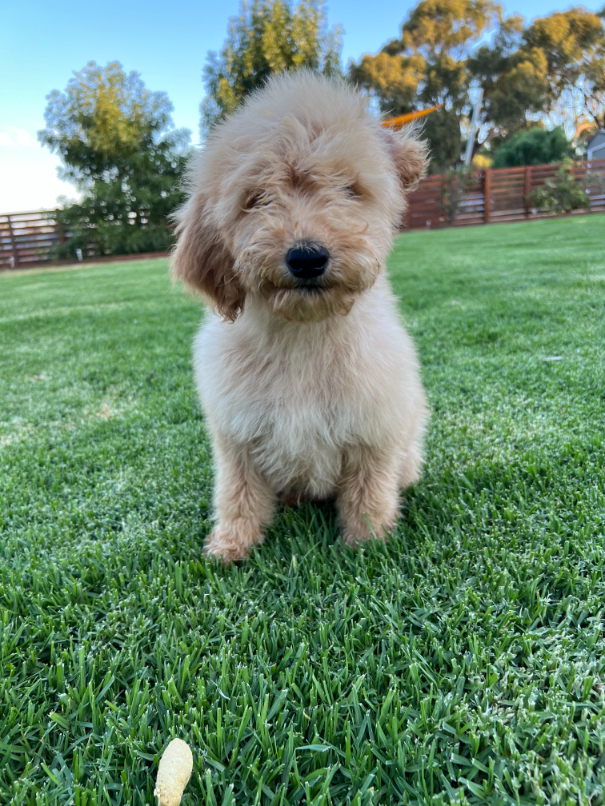 Medium Groodle Boy 5 | Domestic Animal | Ameys Puppies