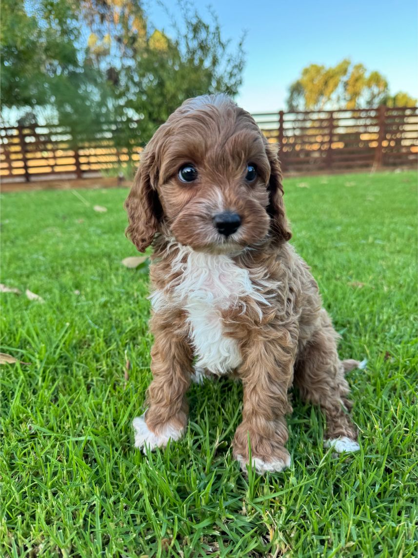 Cavoodle Puppies 7 | Domestic Animal | Ameys Puppies