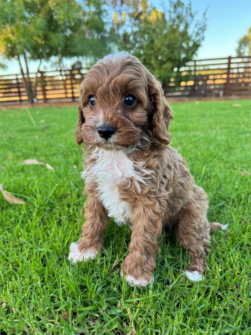 Cavoodle Puppies 7 | Domestic Animal | Ameys Puppies