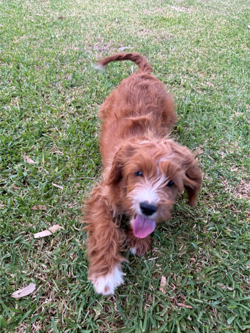 Cavoodle Puppies 7 | Domestic Animal | Ameys Puppies