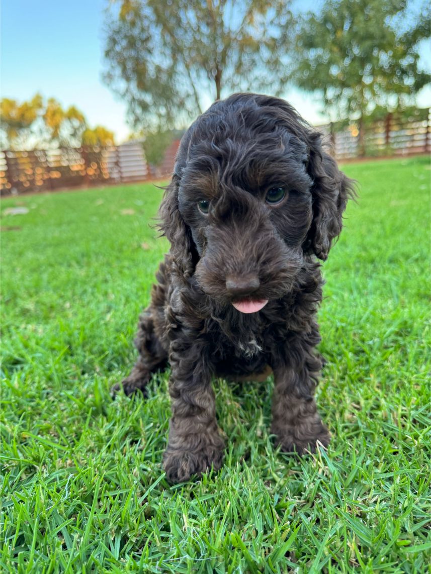 F1b Miniature Spoodle Girl 1 | Ameys Puppies