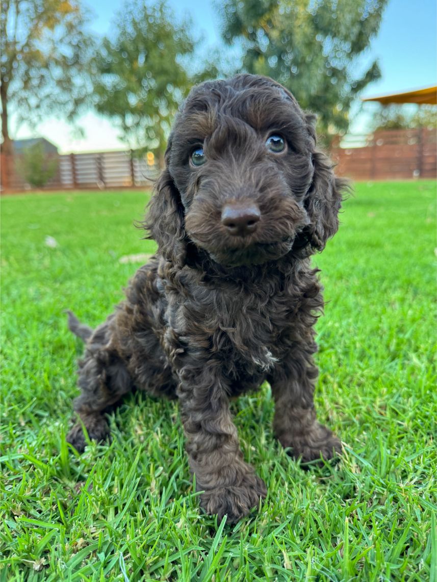 F1b Miniature Spoodle Girl 1 | Ameys Puppies