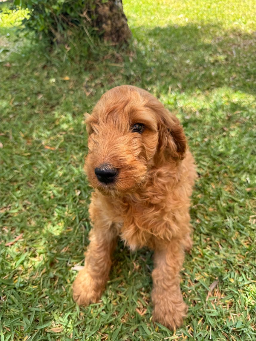 Medium Groodle Boy 5 | Domestic Animal | Ameys Puppies