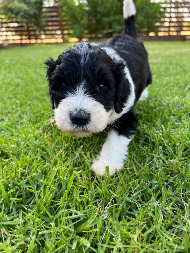 Sheepadoodle Boy 3 - SOLD | Domestic Animal | Ameys Puppies