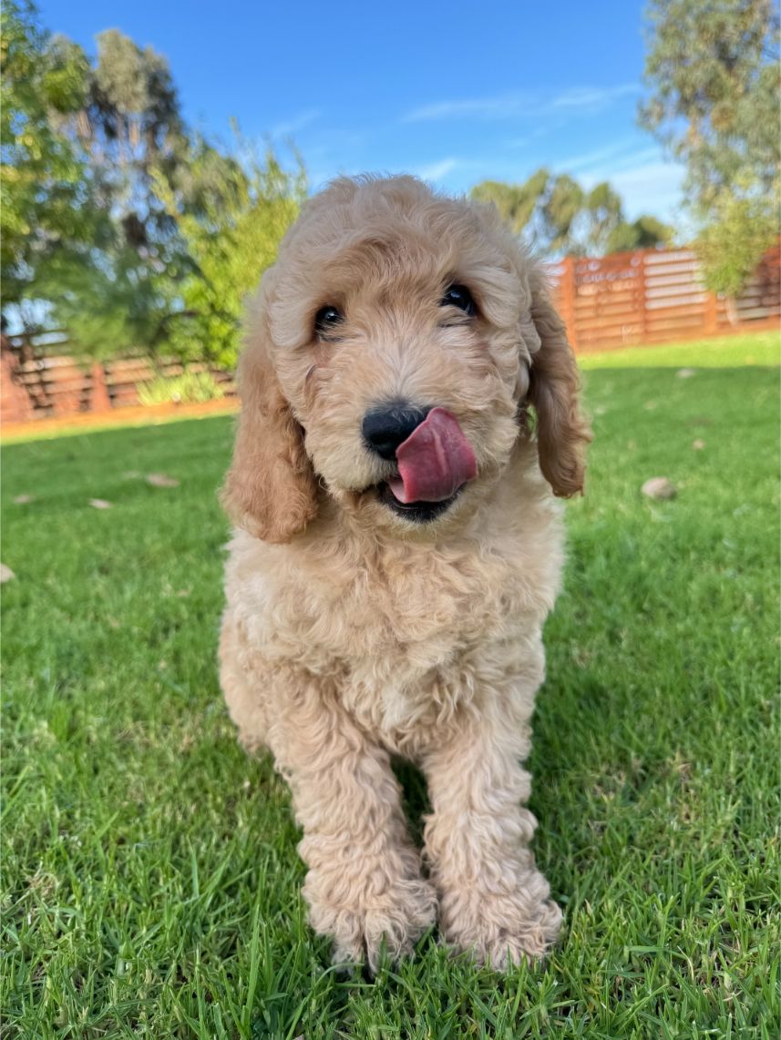 Groodle Puppies for Sale Melbourne | Amey's Puppies