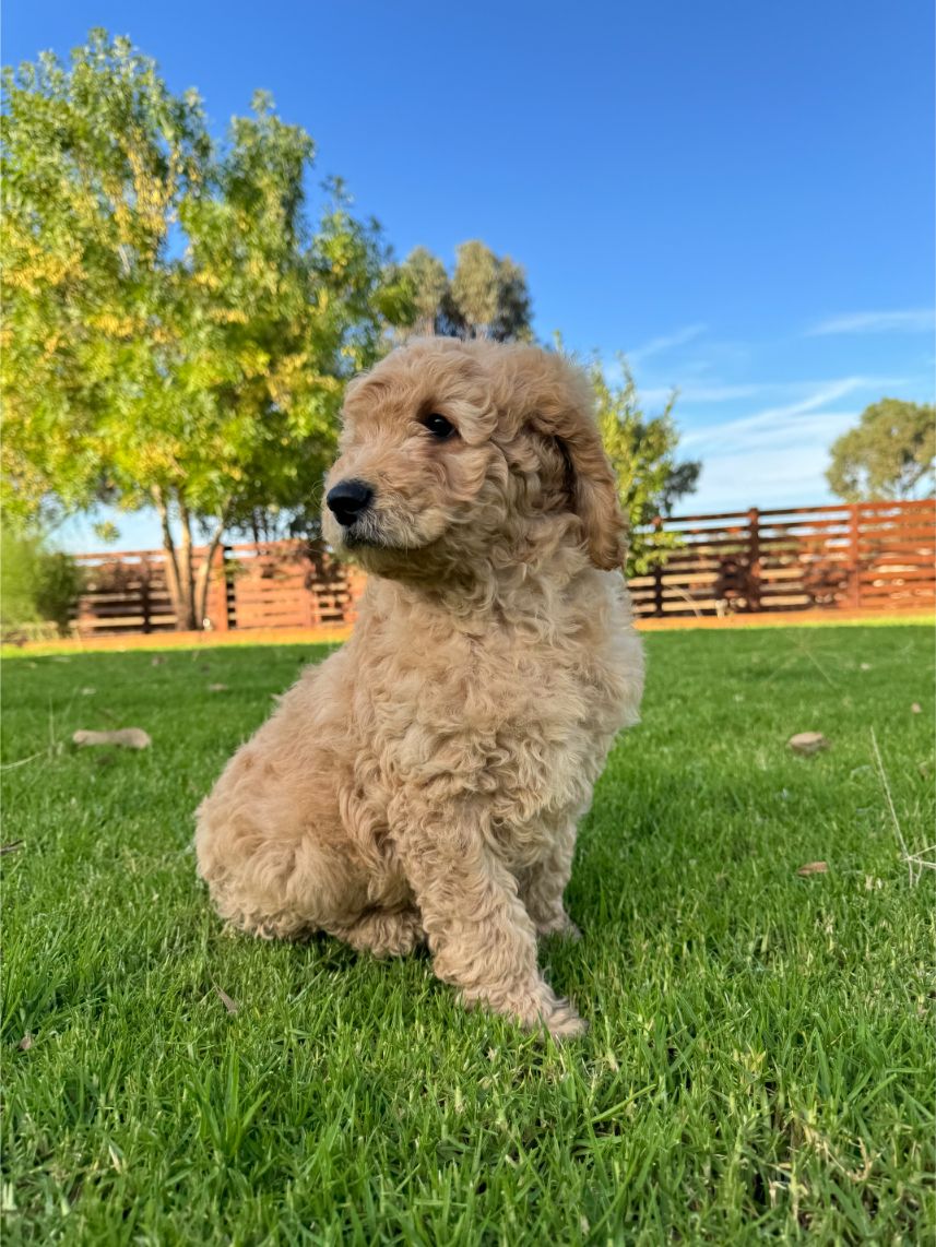 Medium Groodle Boy 5 | Domestic Animal | Ameys Puppies
