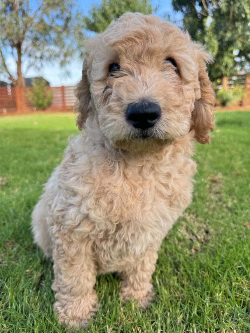 Medium Groodle Boy 5 | Domestic Animal | Ameys Puppies