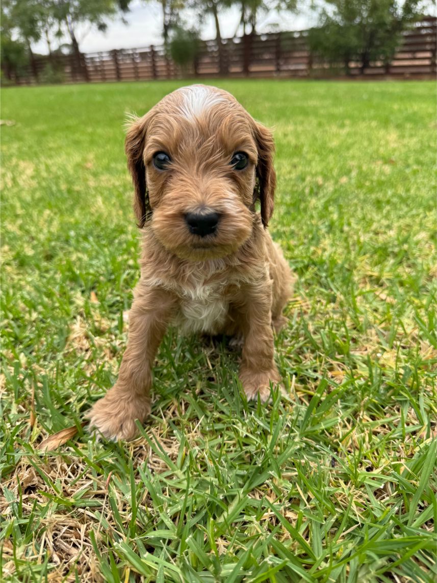 F1b Miniature Spoodle Girl 1 | Ameys Puppies