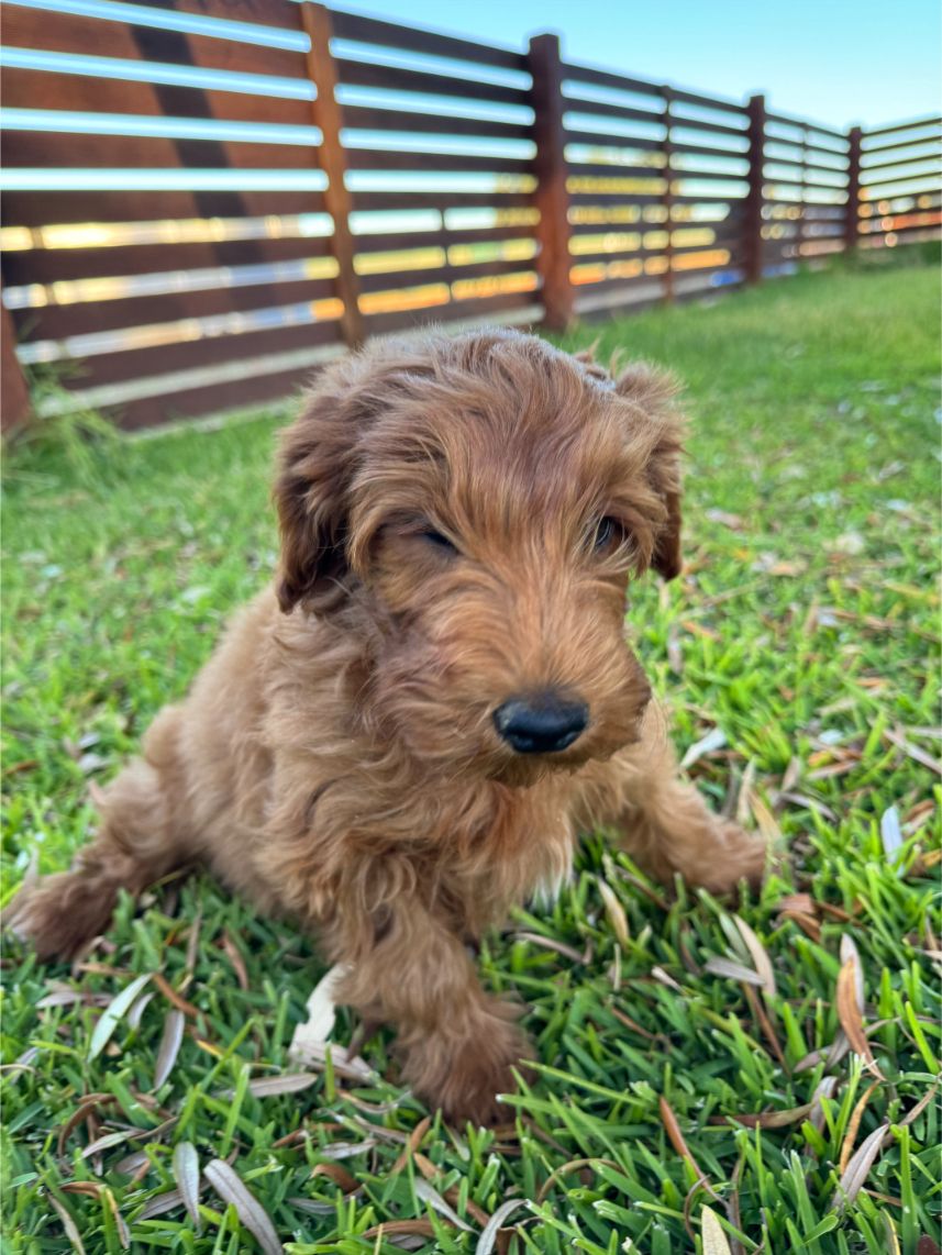 Cavoodle Puppies 7 | Domestic Animal | Ameys Puppies