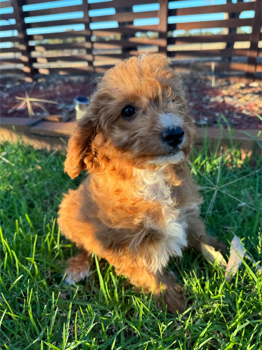 Cavoodle Puppies 7 | Domestic Animal | Ameys Puppies