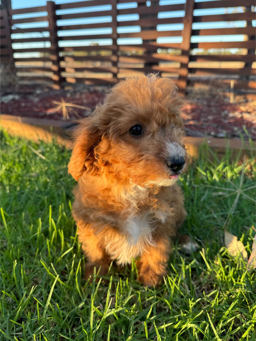 Cavoodle Puppies 7 | Domestic Animal | Ameys Puppies