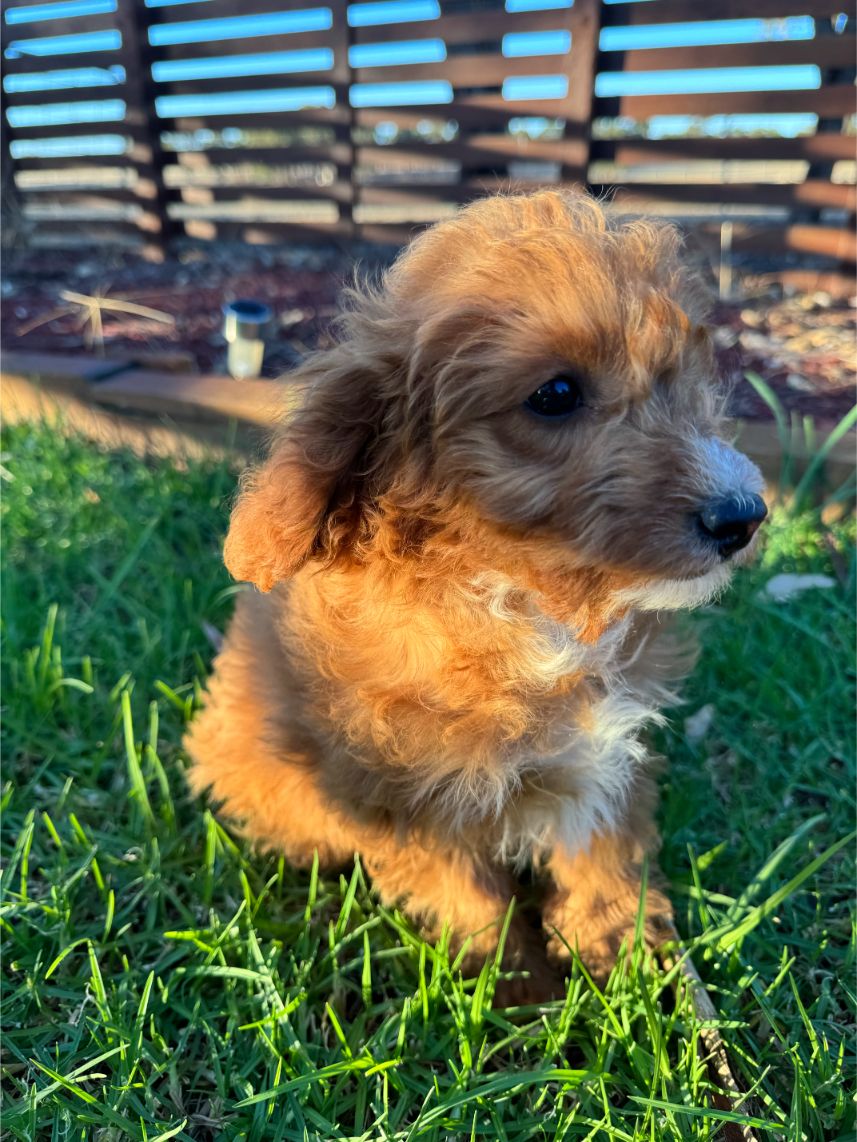 Cavoodle Puppies 7 | Domestic Animal | Ameys Puppies