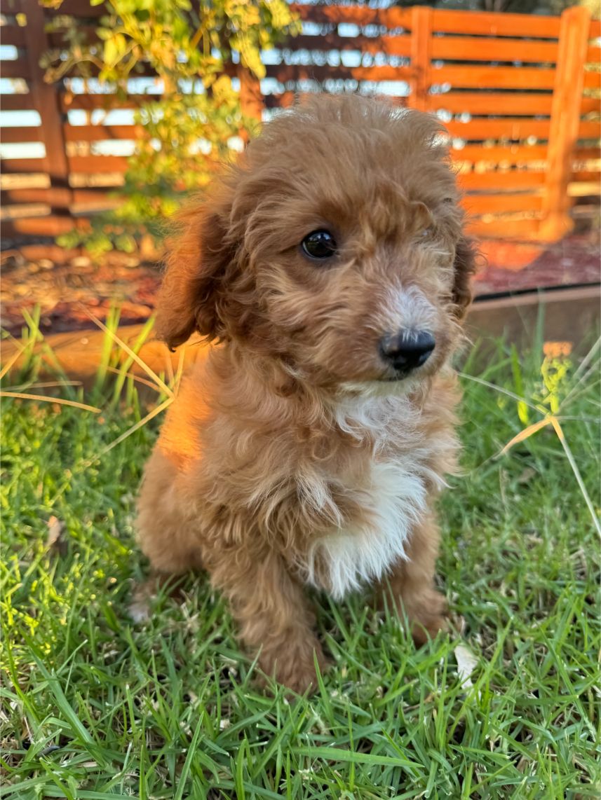 Cavoodle Puppies 7 | Domestic Animal | Ameys Puppies