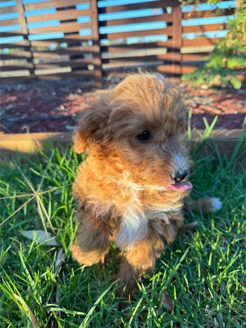 Cavoodle Puppies 7 | Domestic Animal | Ameys Puppies