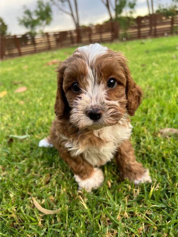 Cavoodle Puppies 7 | Domestic Animal | Ameys Puppies