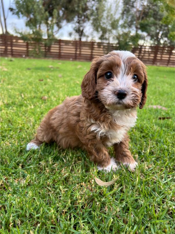Cavoodle Puppies 7 | Domestic Animal | Ameys Puppies