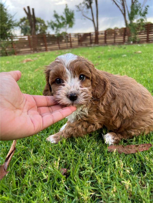Cavoodle Puppies 7 | Domestic Animal | Ameys Puppies
