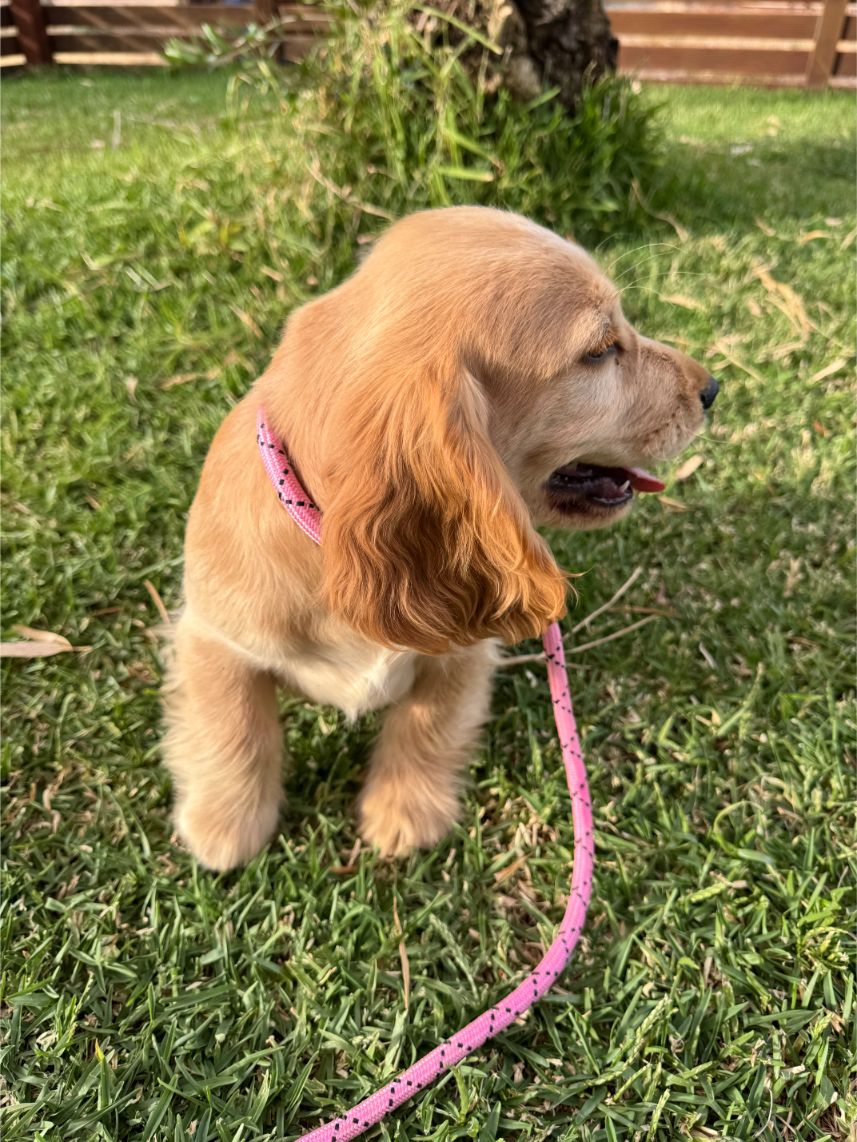 Cocker Spaniel Boy 1 | Domestic Animal | Ameys Puppies