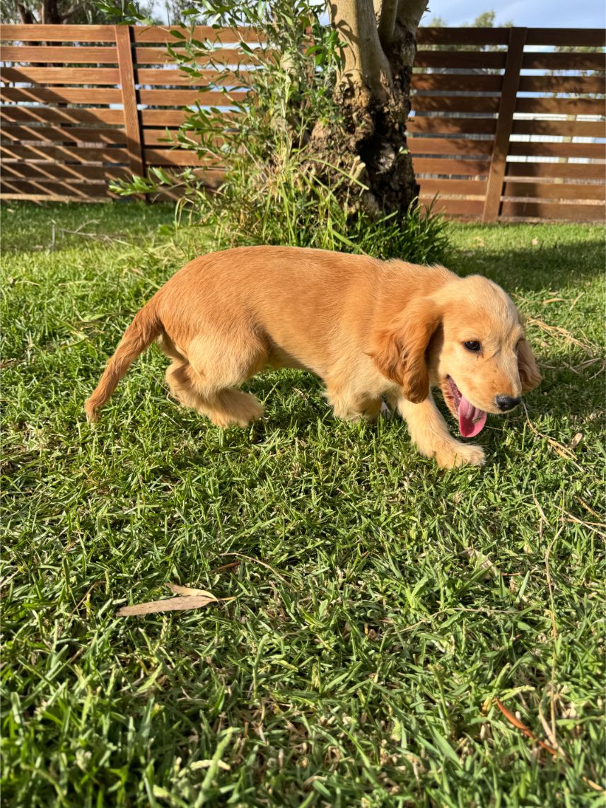 Cocker Spaniel Boy 1 | Domestic Animal | Ameys Puppies