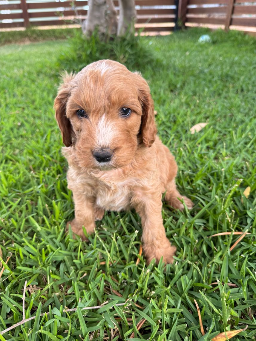 Spoodle Puppies for Sale Melbourne | Amey's Puppies